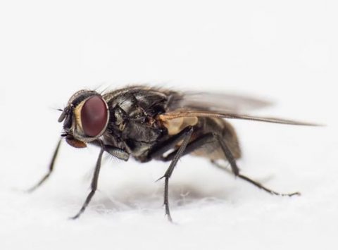 Flying Insect Control - Pest Control Werribee